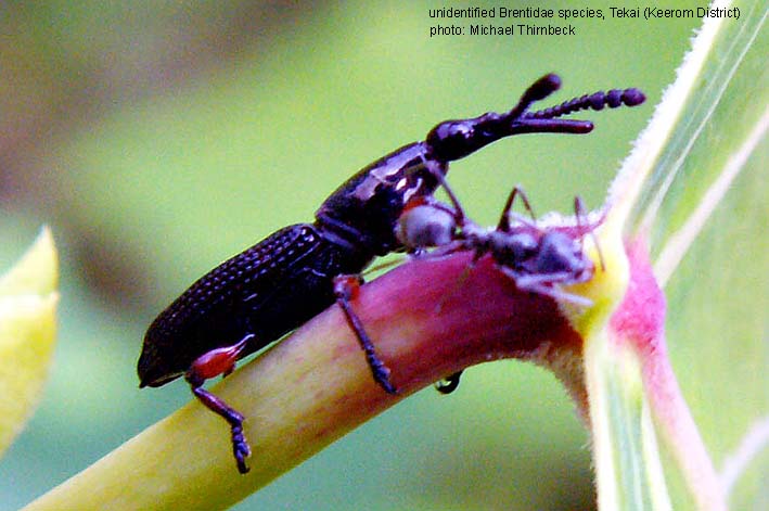 Papua Insects Foundation (Coleoptera/Brentidae)
